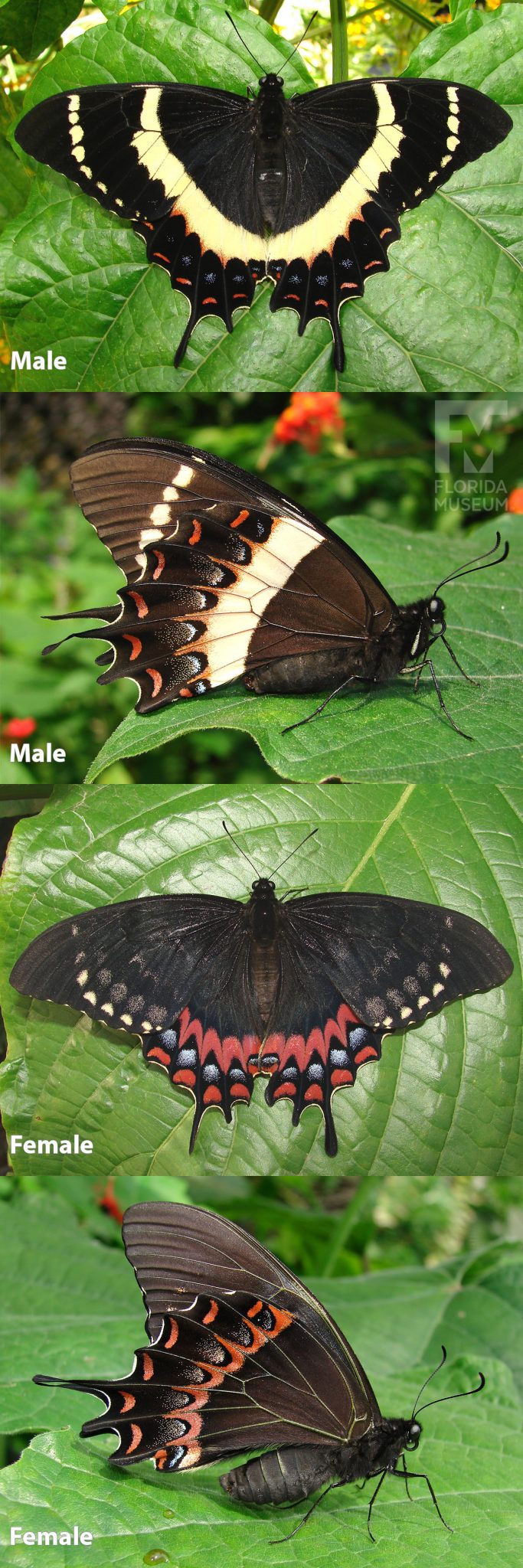 Magnificent Swallowtail – Exhibits