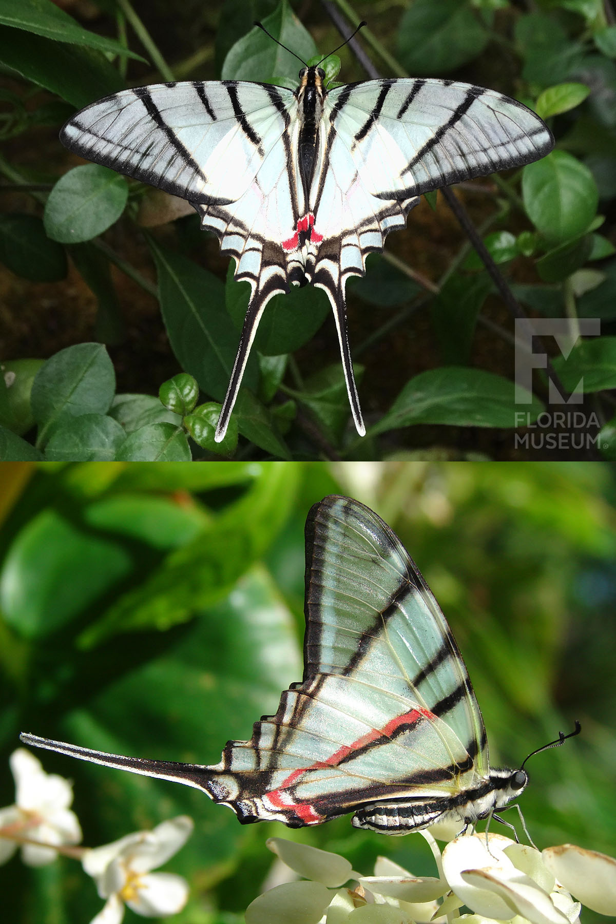 Mexican Kite Swallowtail – Exhibits