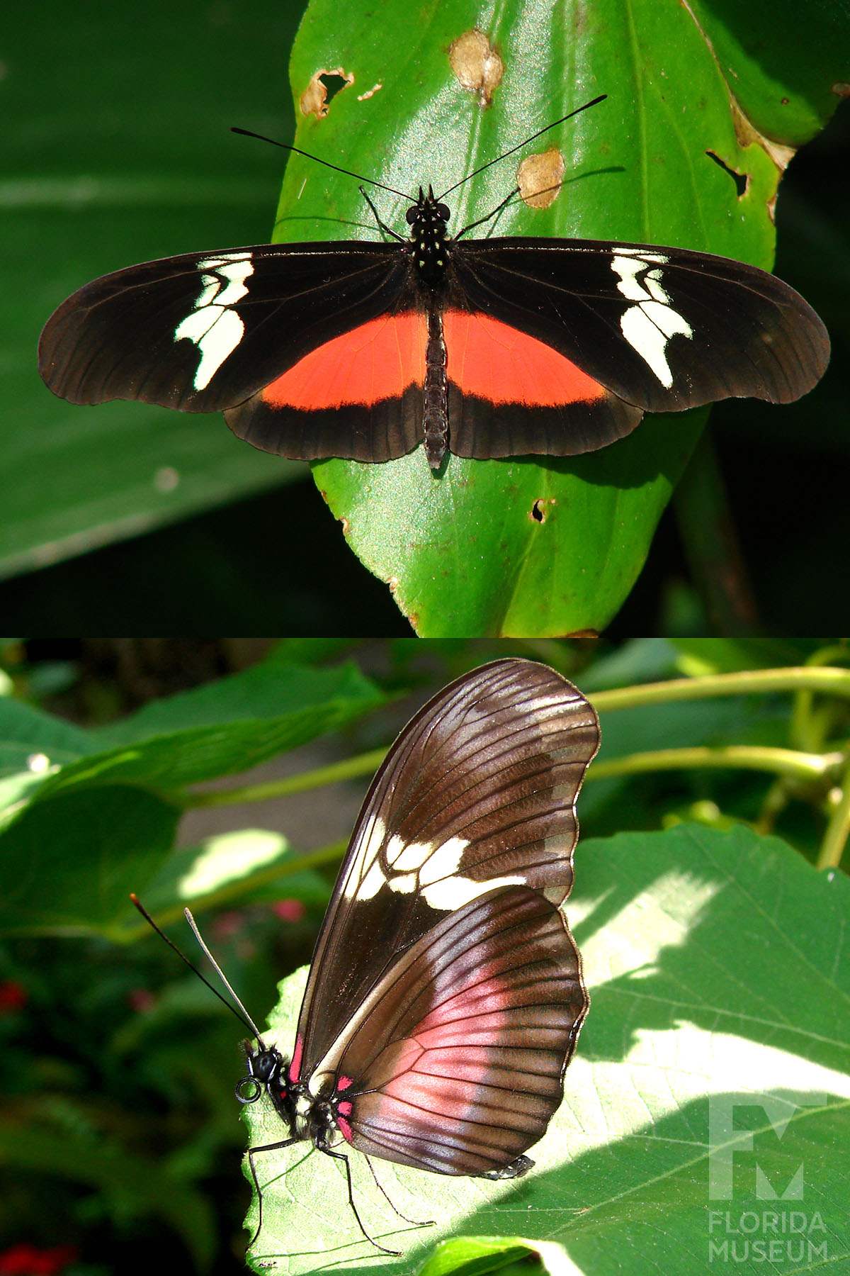 Mexican Longwing – Exhibits