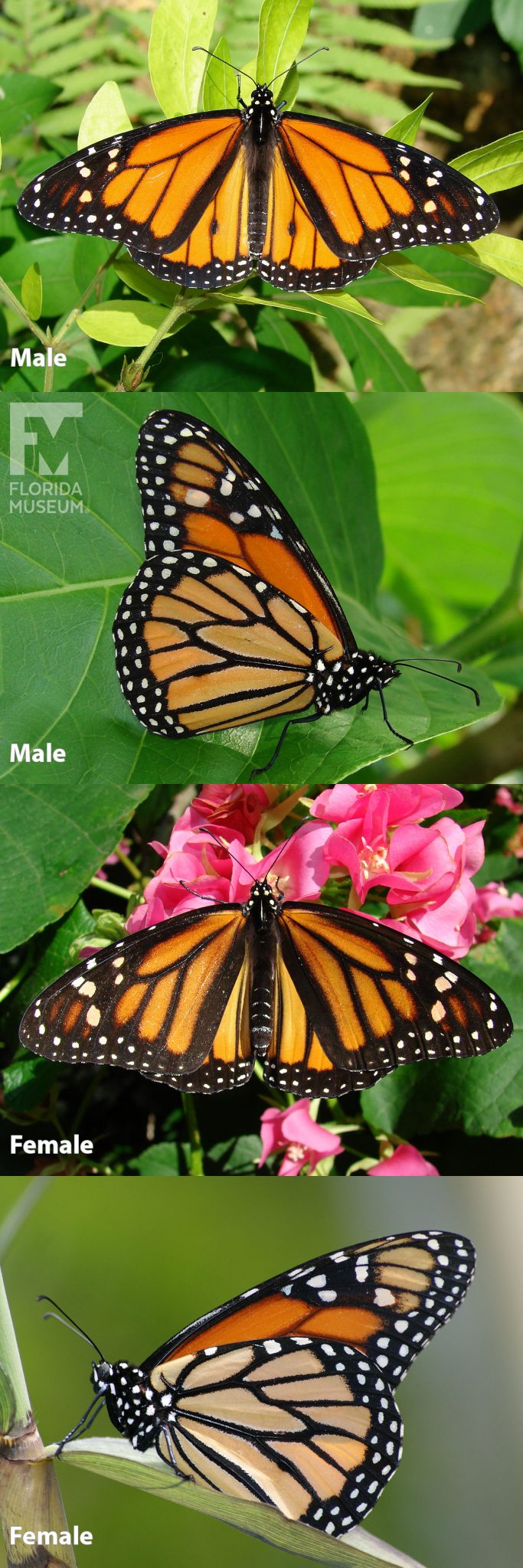 Female Monarch Butterfly