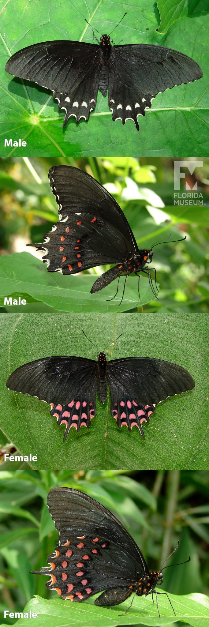 Pale-spotted Swallowtail – Exhibits