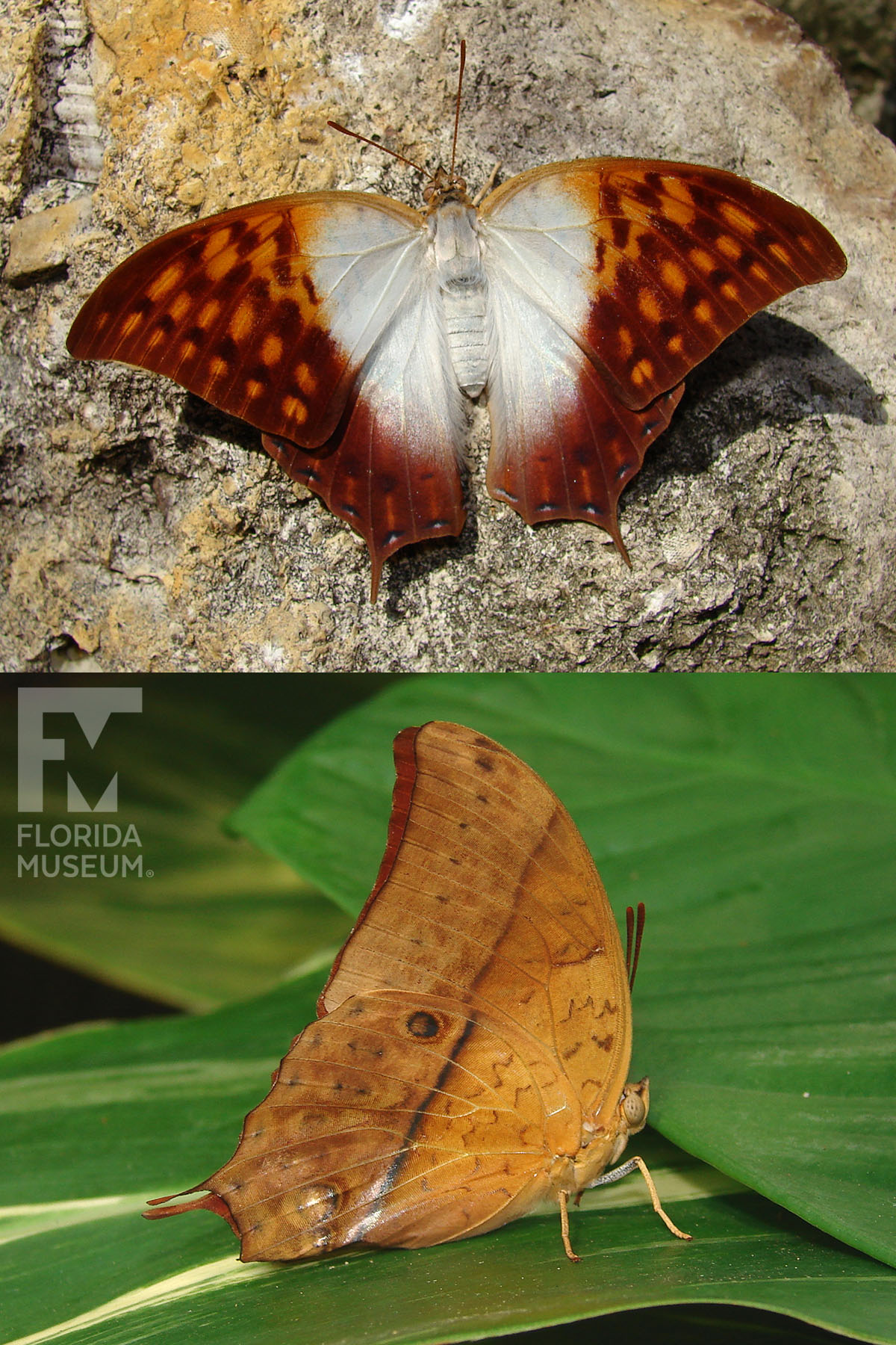 Pearl Charaxes – Exhibits