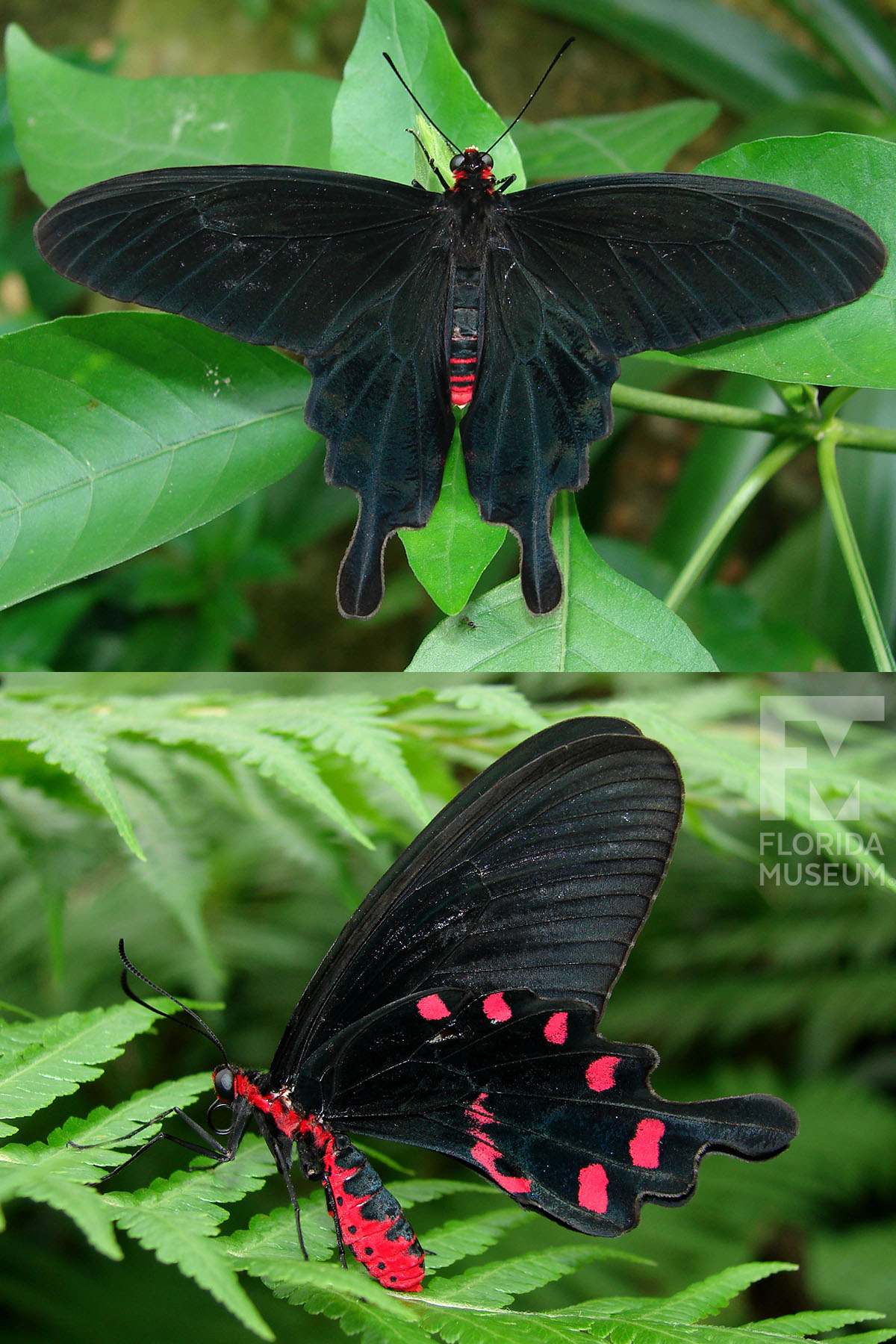 Pink Papilionidae Butterfly