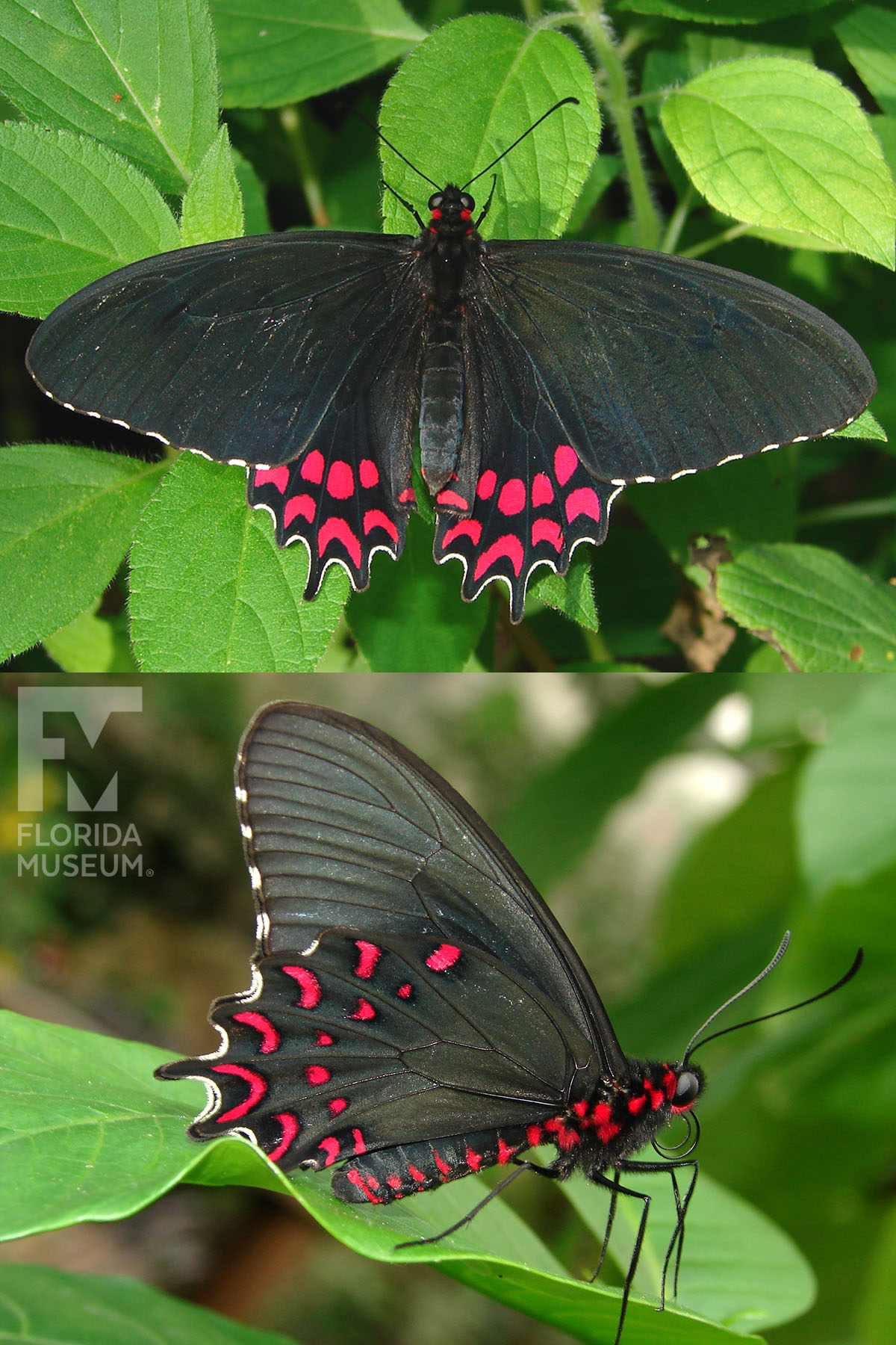 Pink-spotted Cattleheart – Exhibits