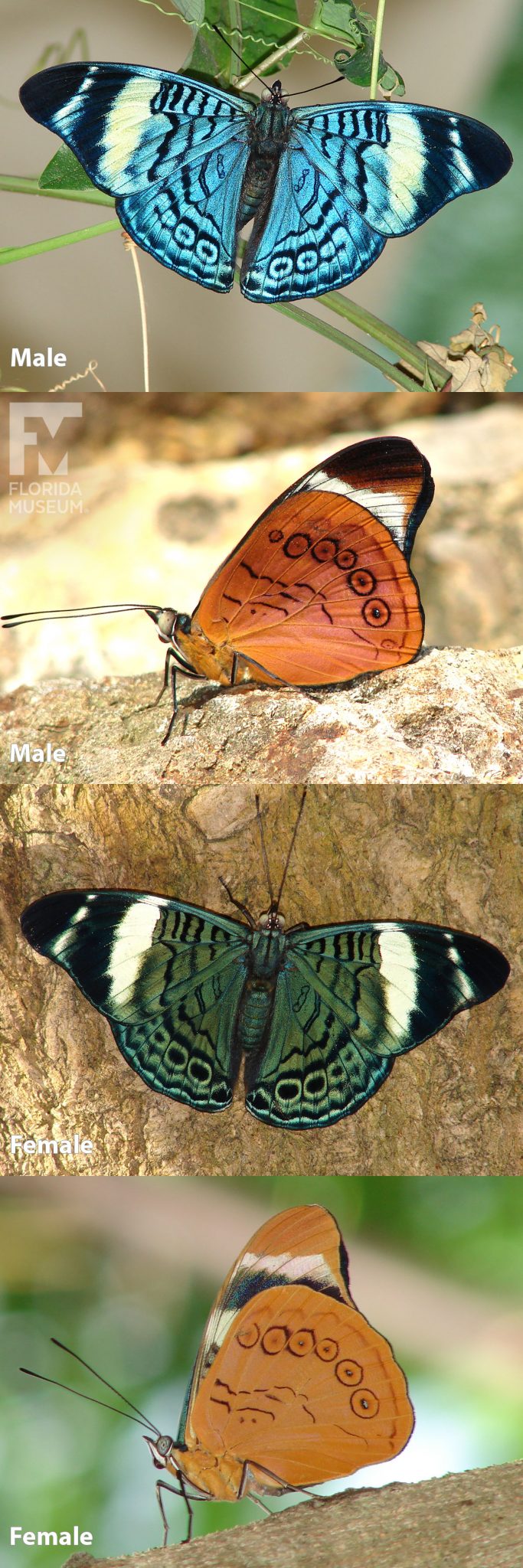 Procilla Beauty – Exhibits