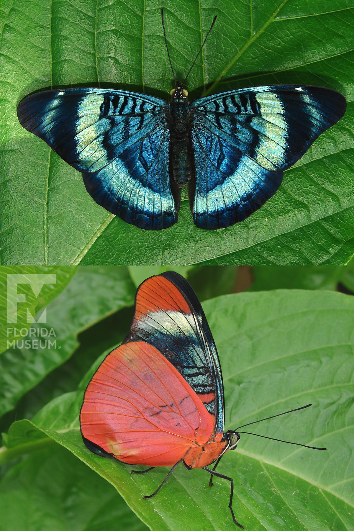 Prola Beauty – Exhibits