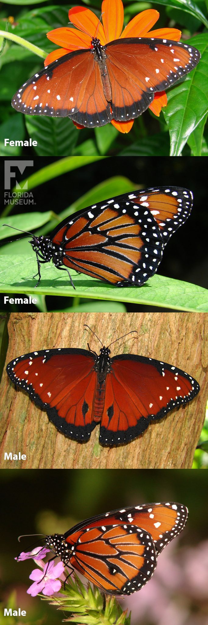 Queen Butterfly Insects Morphology