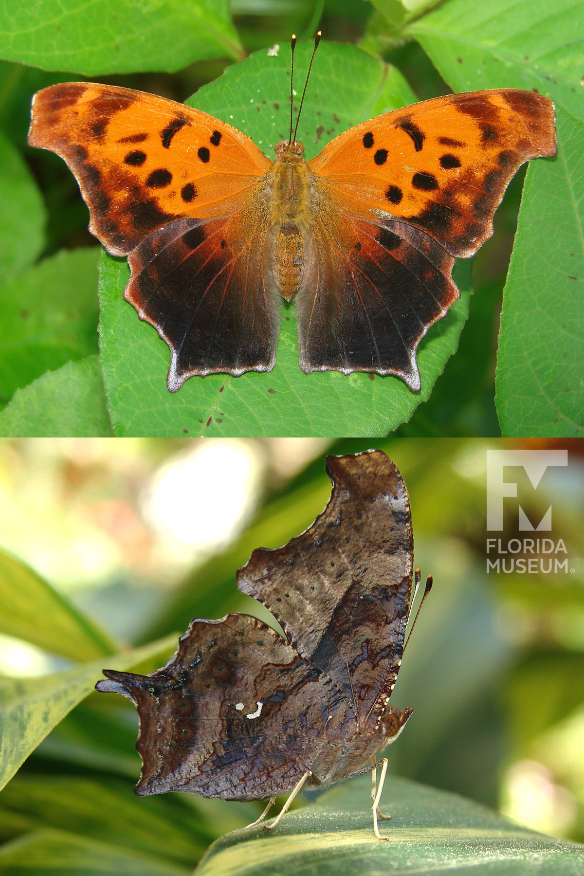 Question Mark – Exhibits