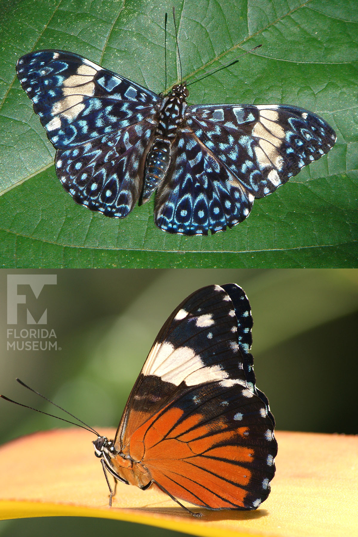 Red Cracker – Exhibits