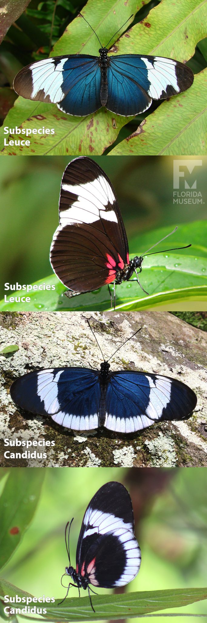 Sapho Longwing – Exhibits