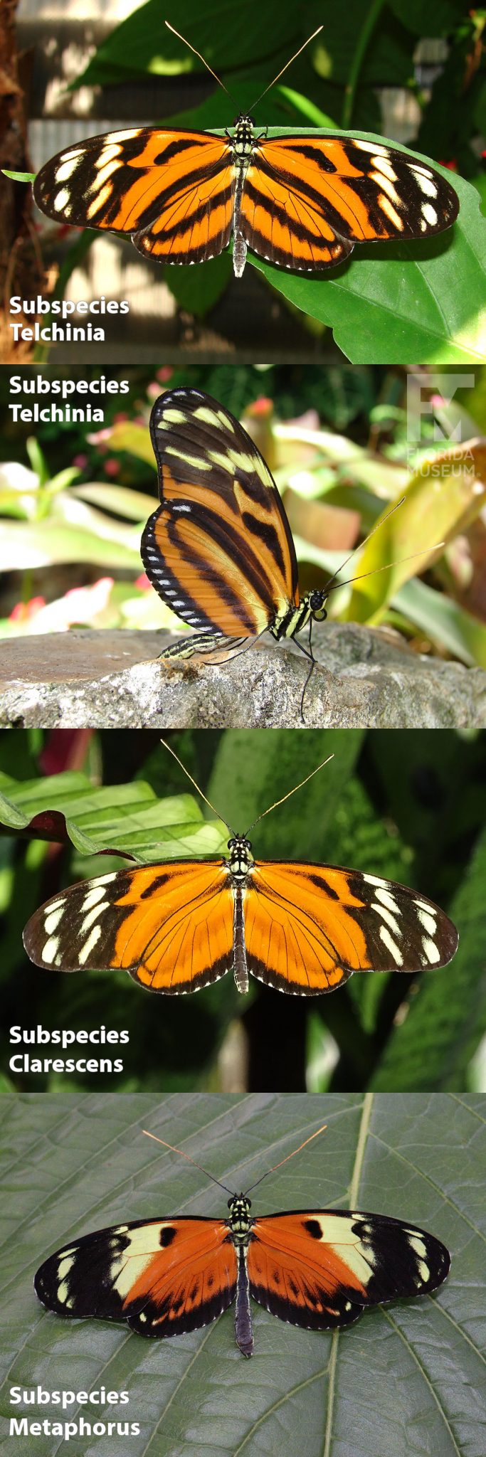 Tiger Longwing – Exhibits