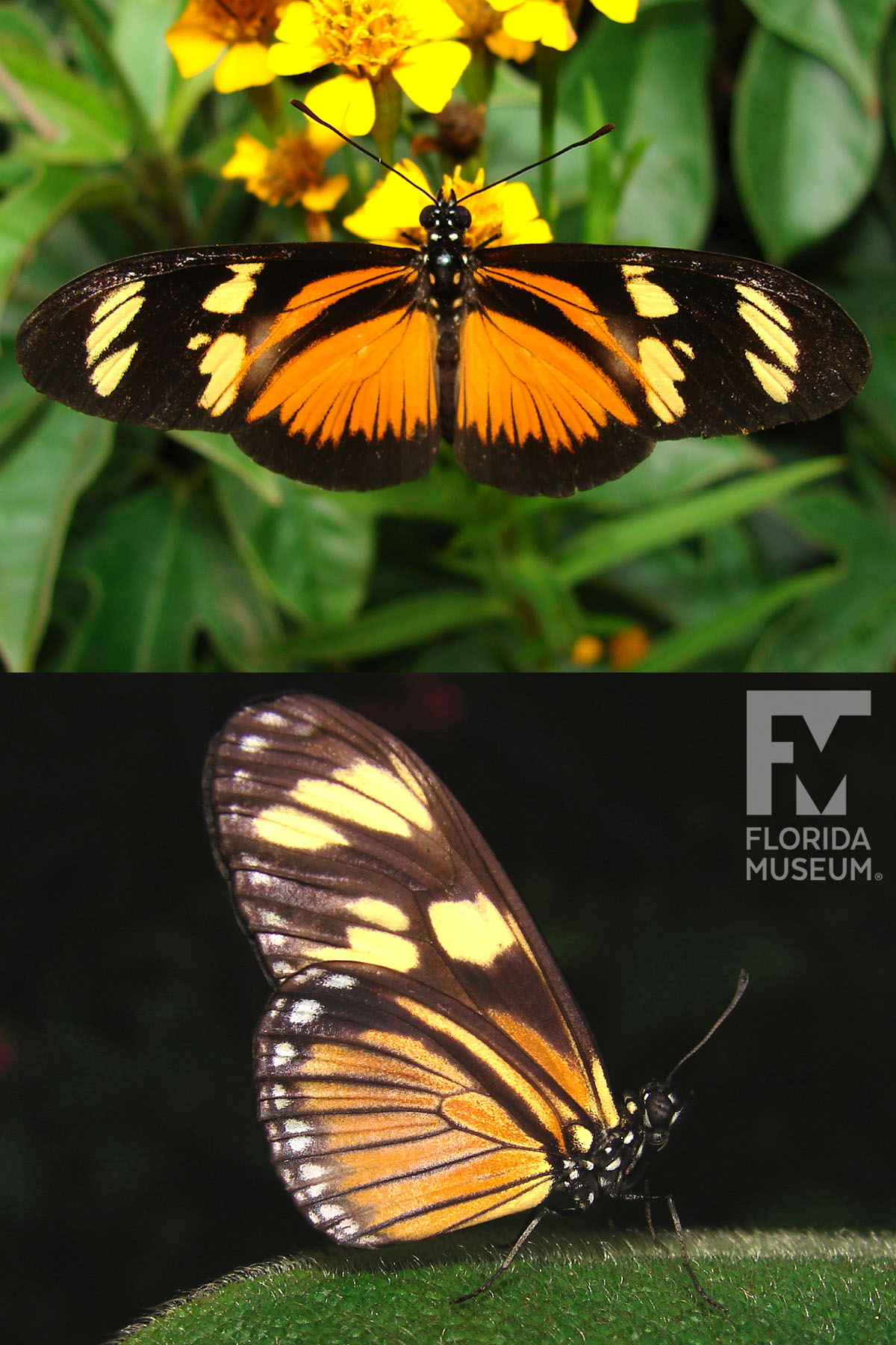 Vibilia Longwing – Exhibits