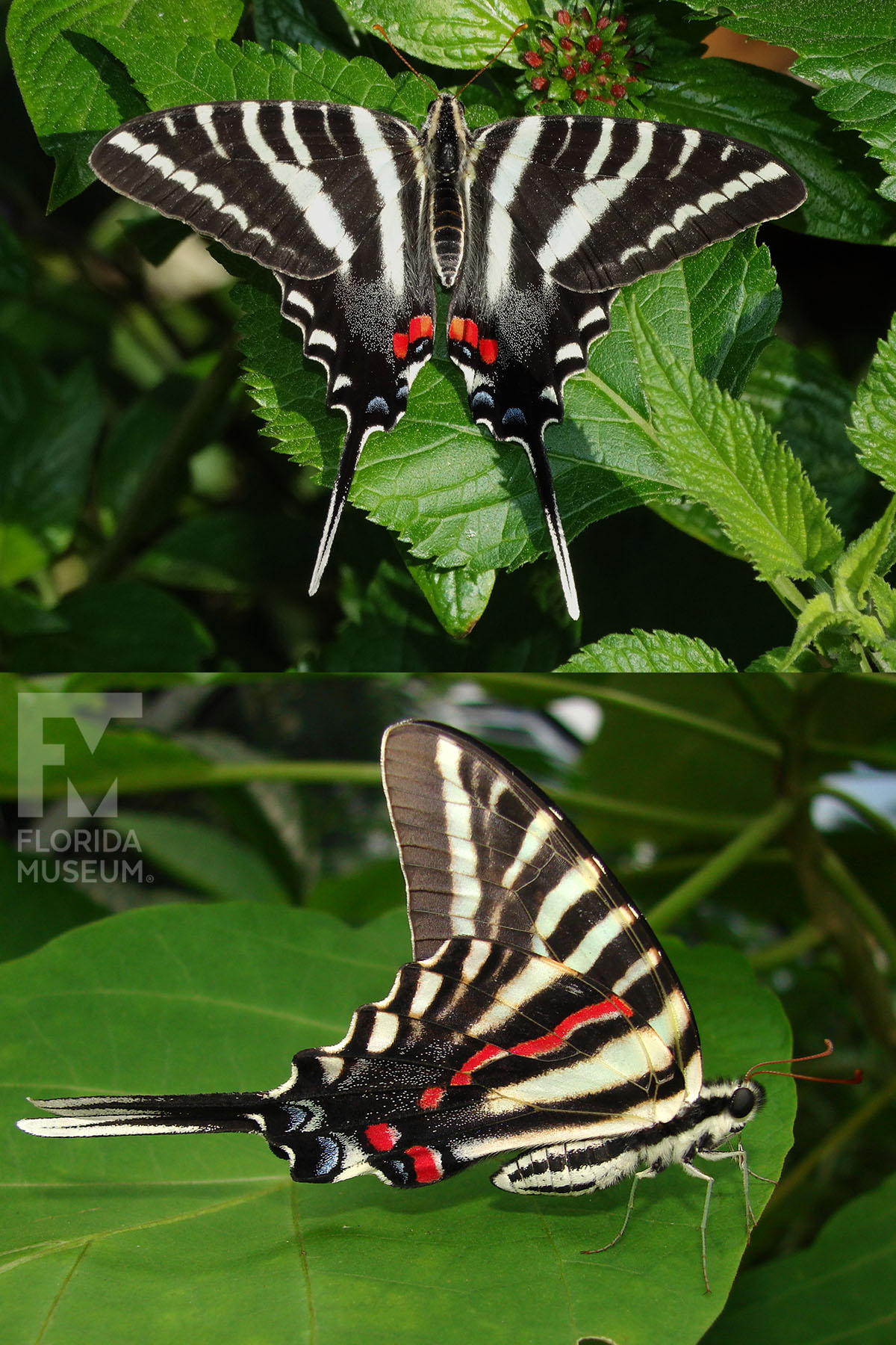 Zebra Swallowtail – Exhibits