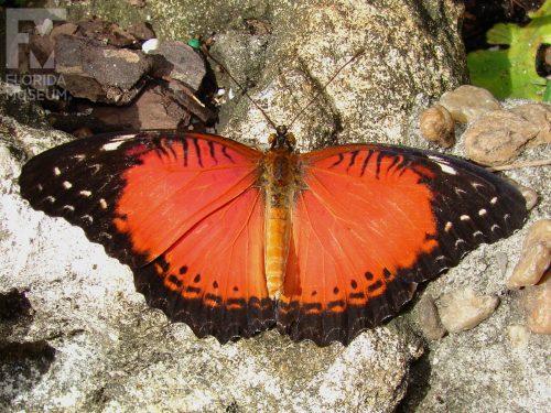 Red Lacewing – Exhibits