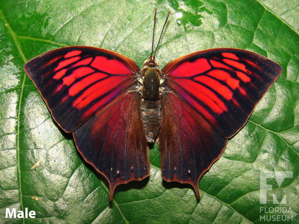 Noble Leafwing – Exhibits