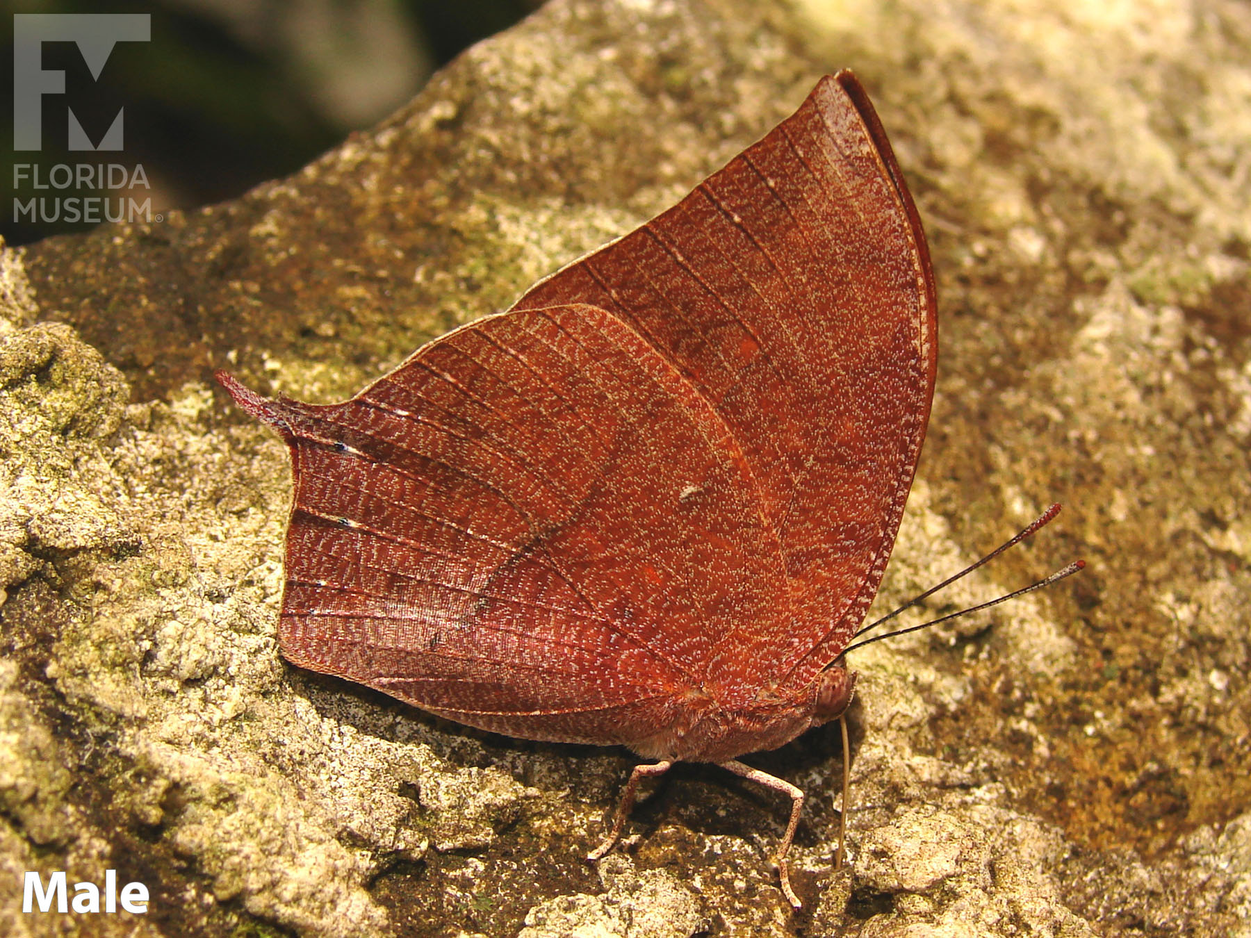 Noble Leafwing – Exhibits