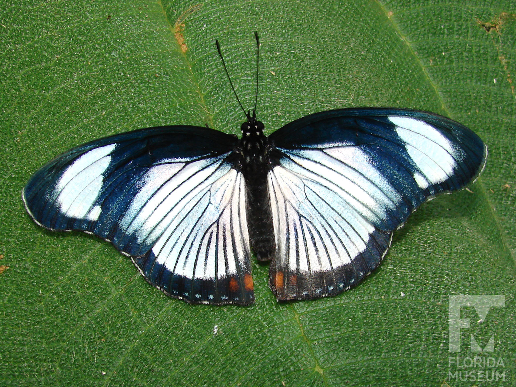Red-spot Diadem – Exhibits