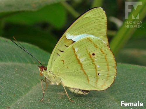 Obrinus Olivewing – Exhibits