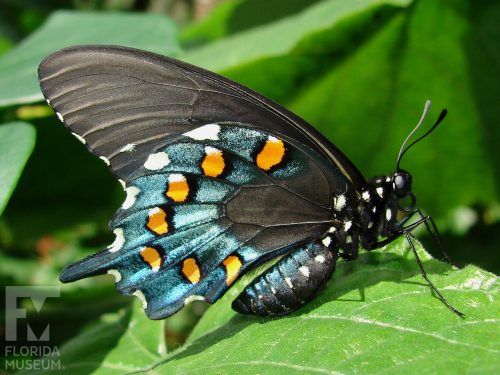 Pipevine Swallowtail – Exhibits