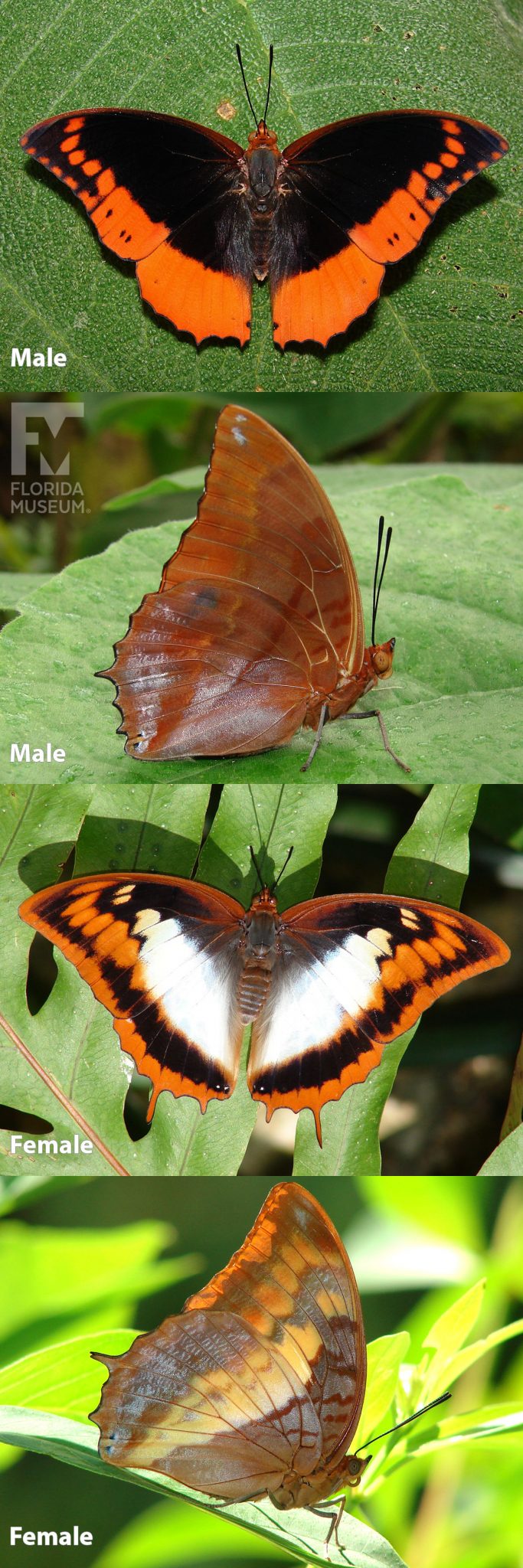 Flame-bordered Charaxes – Exhibits