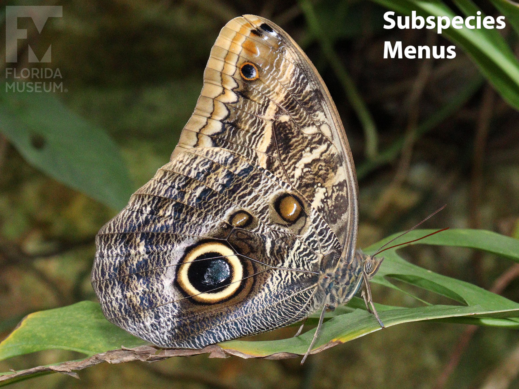 Common Owl – Exhibits