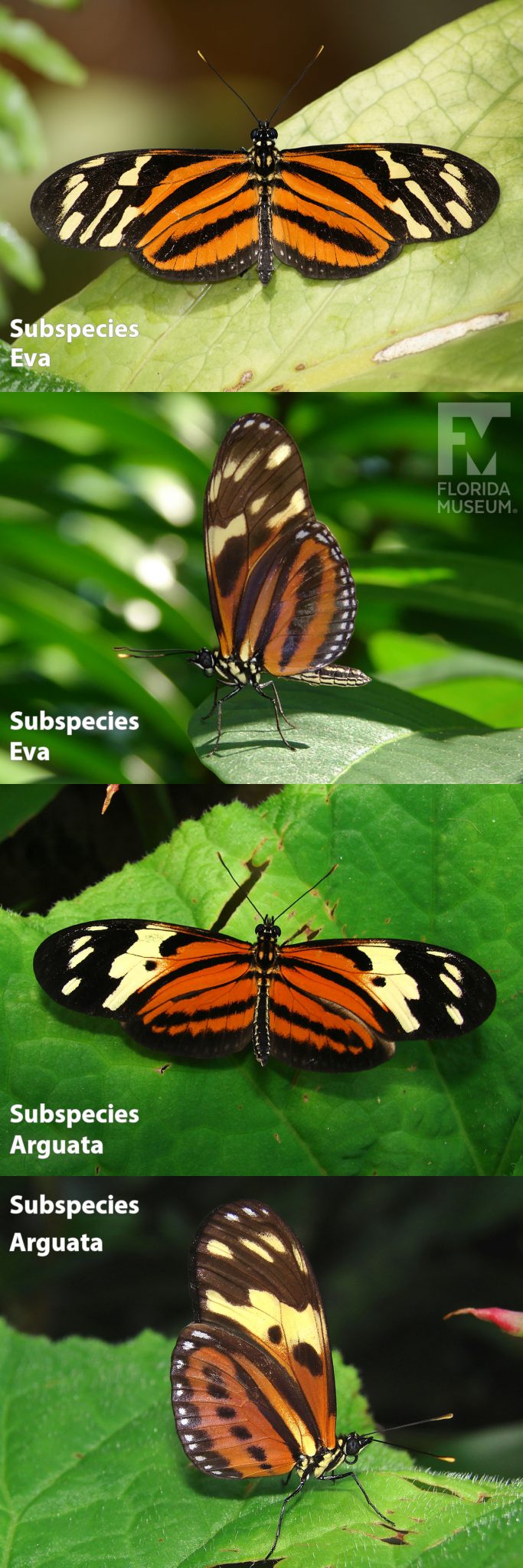 Isabella’s Longwing – Exhibits