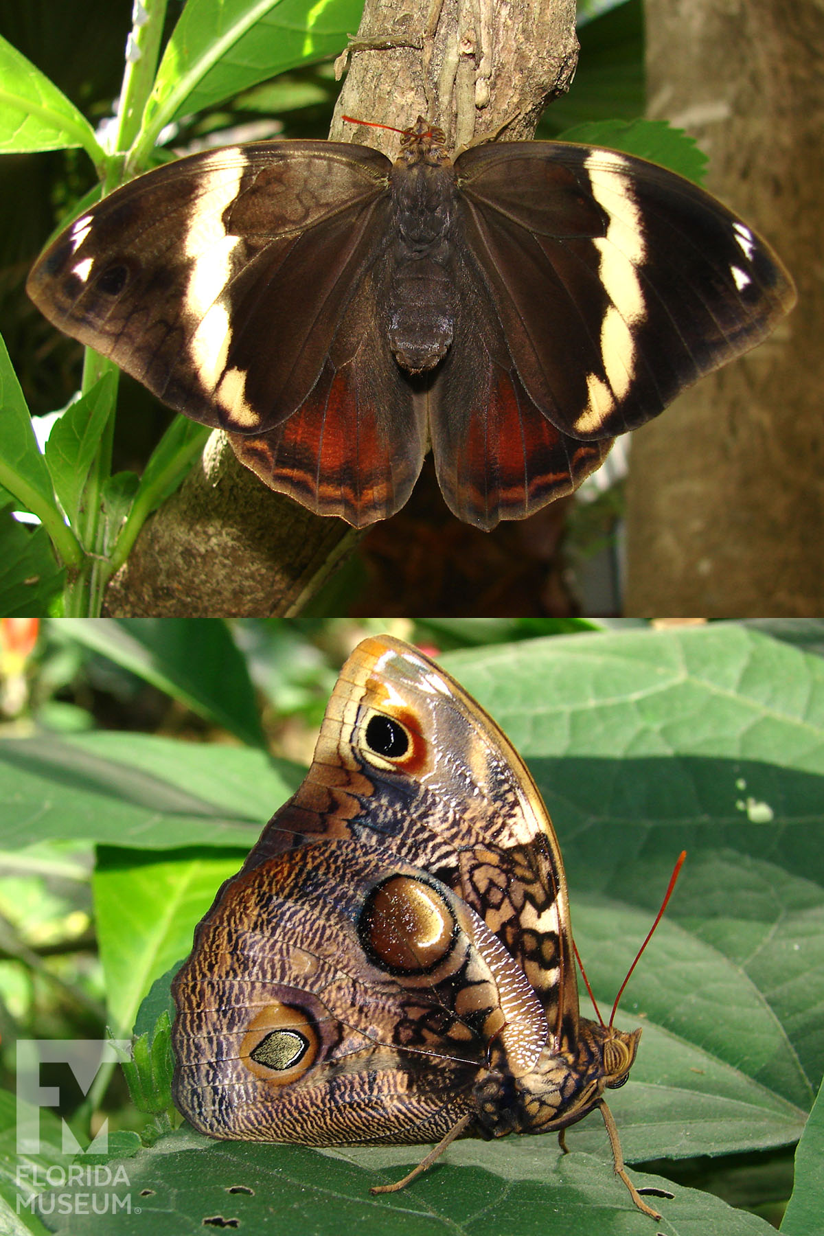 Narrow-banded Owlet – Exhibits