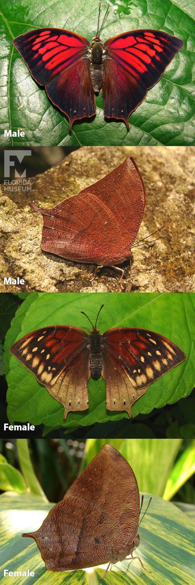 Noble Leafwing – Exhibits