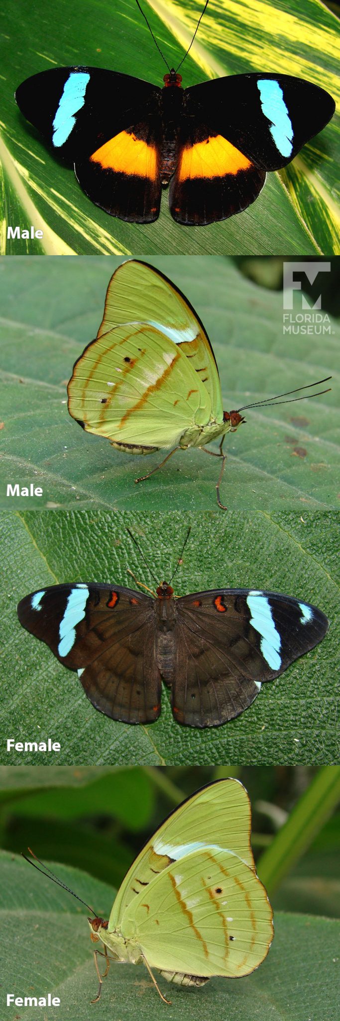 Obrinus Olivewing – Exhibits