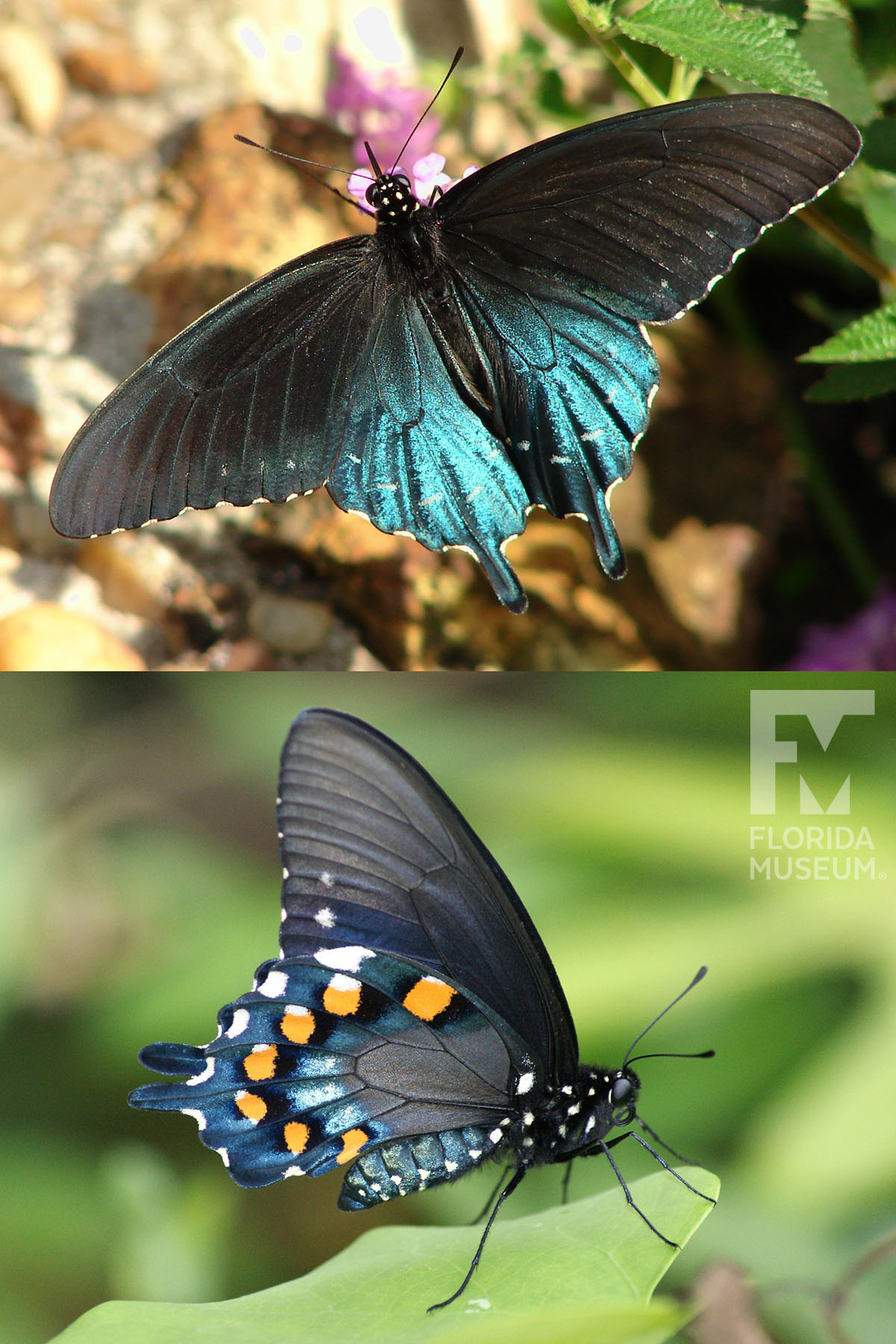 Pipevine Swallowtail – Exhibits