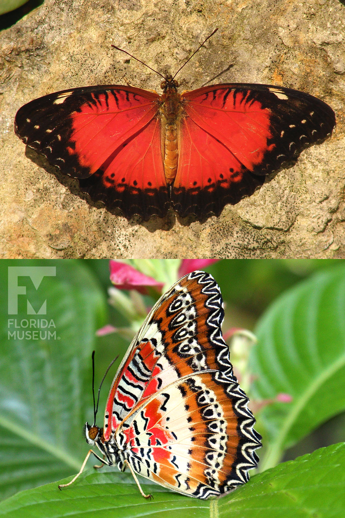 Red Lacewing – Exhibits