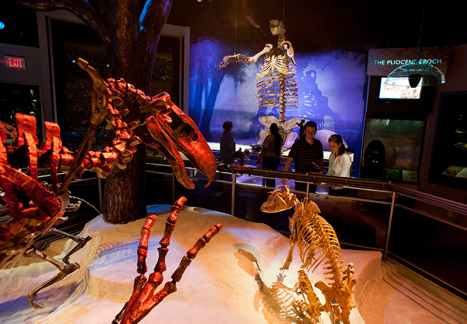 Florida Fossils: Pliocene Epoch – Exhibits