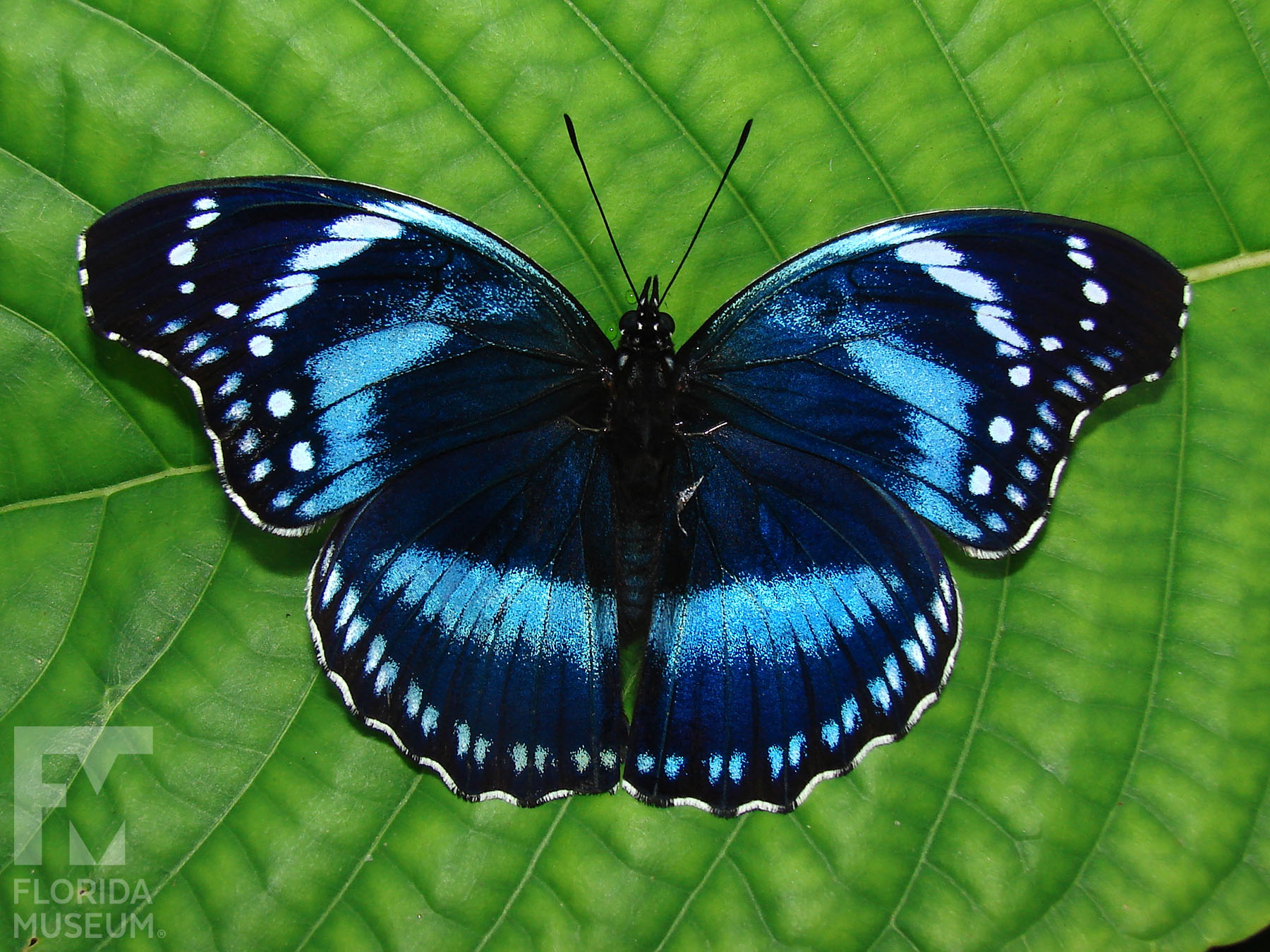 Tanzanian Diadem – Exhibits