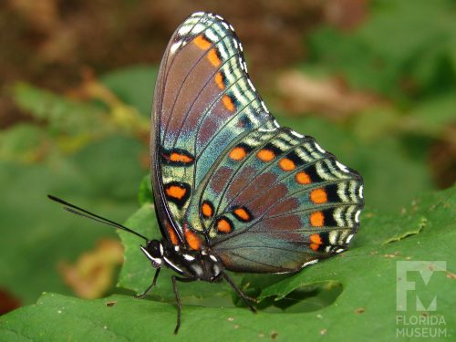 Red spotted Purple – Exhibits