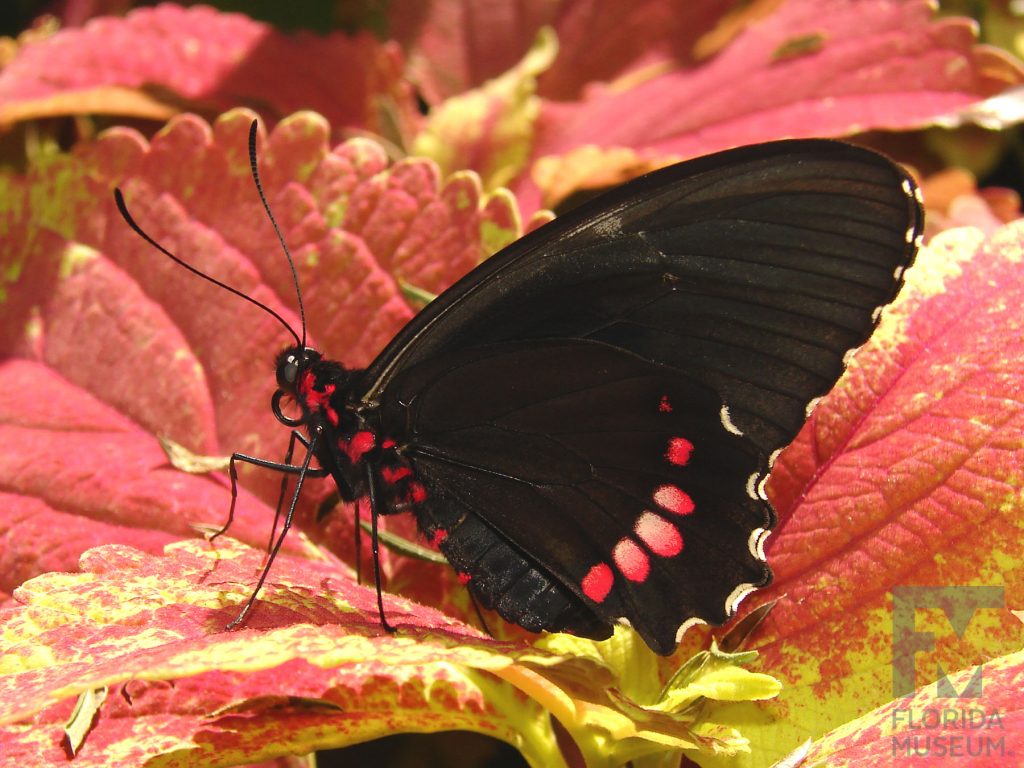 Variable Cattleheart – Exhibits