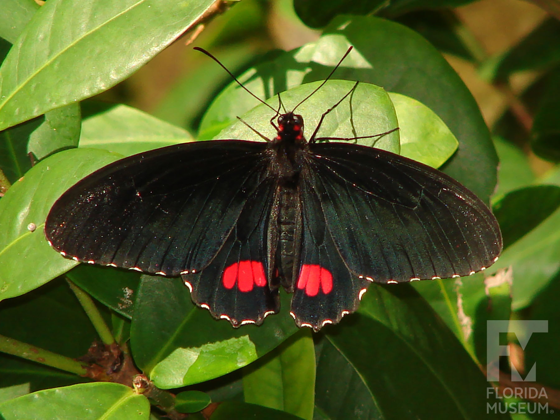 Variable Cattleheart – Exhibits