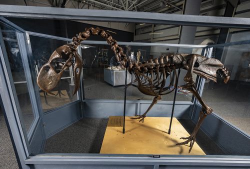 Digging through Collections and Putting Together Skeletons – Exhibits