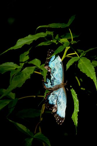 Snapping photos of blue morphos – Exhibits