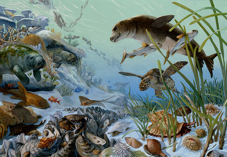 Florida Fossils: Pliocene Epoch – Exhibits