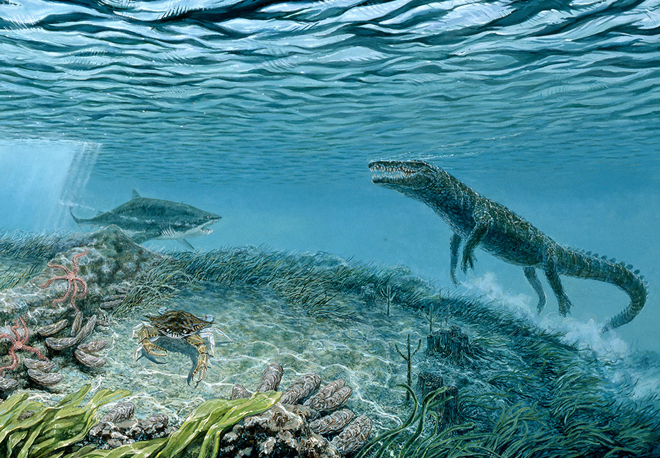 Florida Fossils: Eocene Epoch – Exhibits