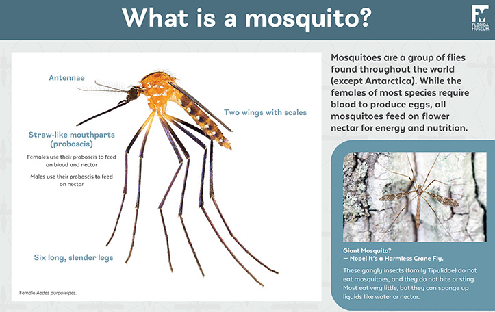 Mosquito Diagram