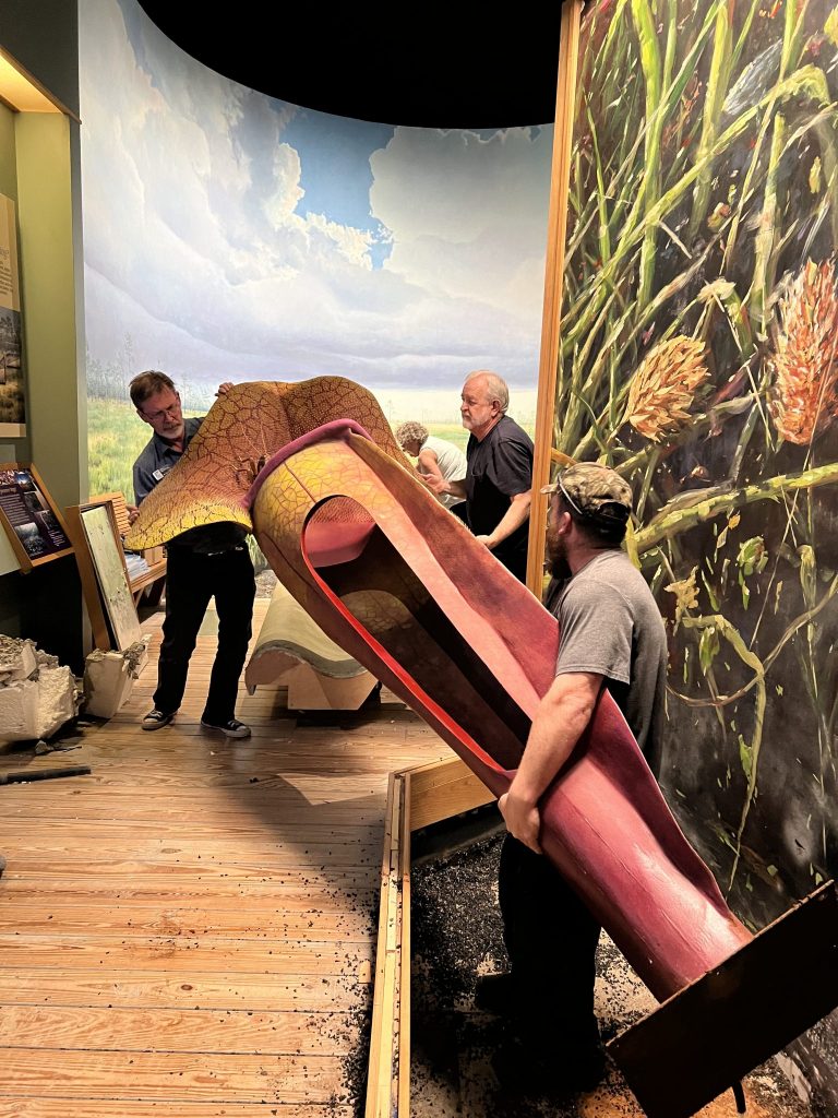 Behind the Scenes: Florida Museum’s Water Shapes Florida Exhibit Comes ...