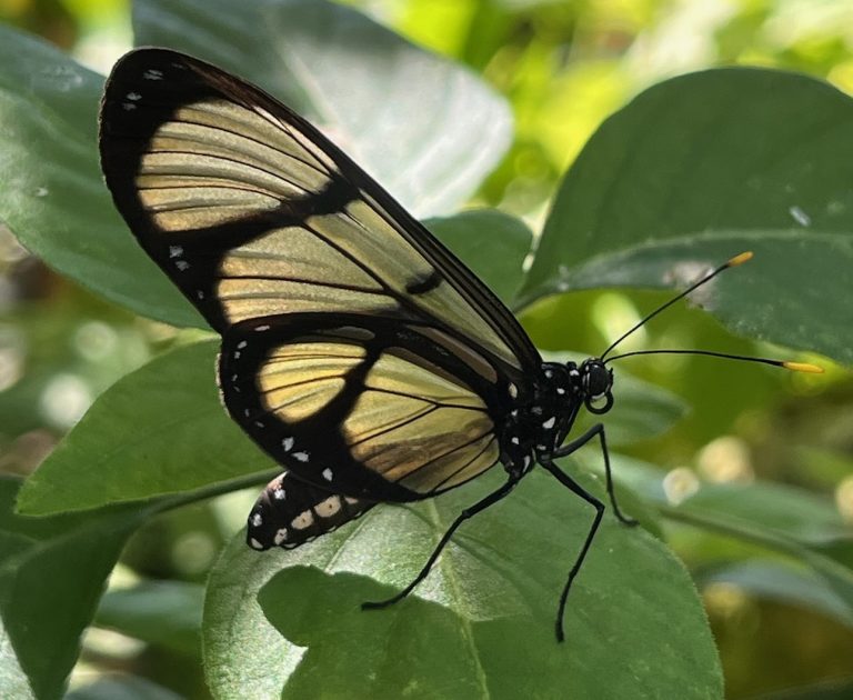 Summer 2024 in the Butterfly Rainforest – Exhibits