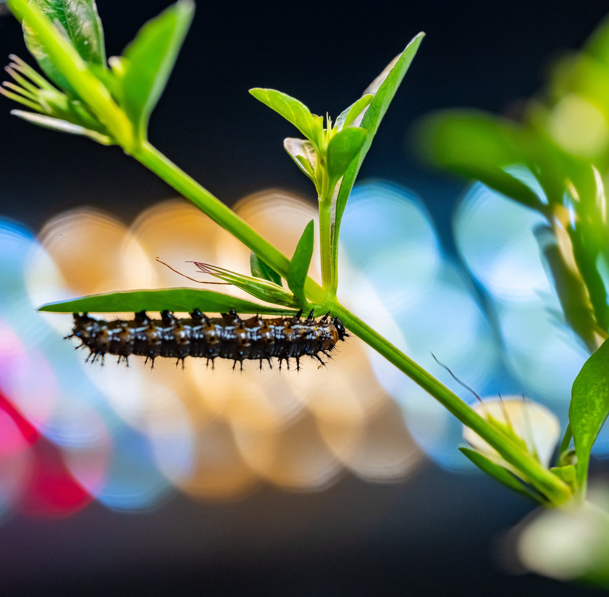 Science Up Close: Incredible Insects – Exhibits