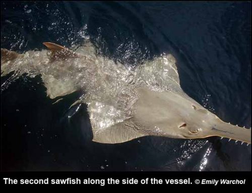 Smalltooth Sawfish – Sawfish Conservation & Research