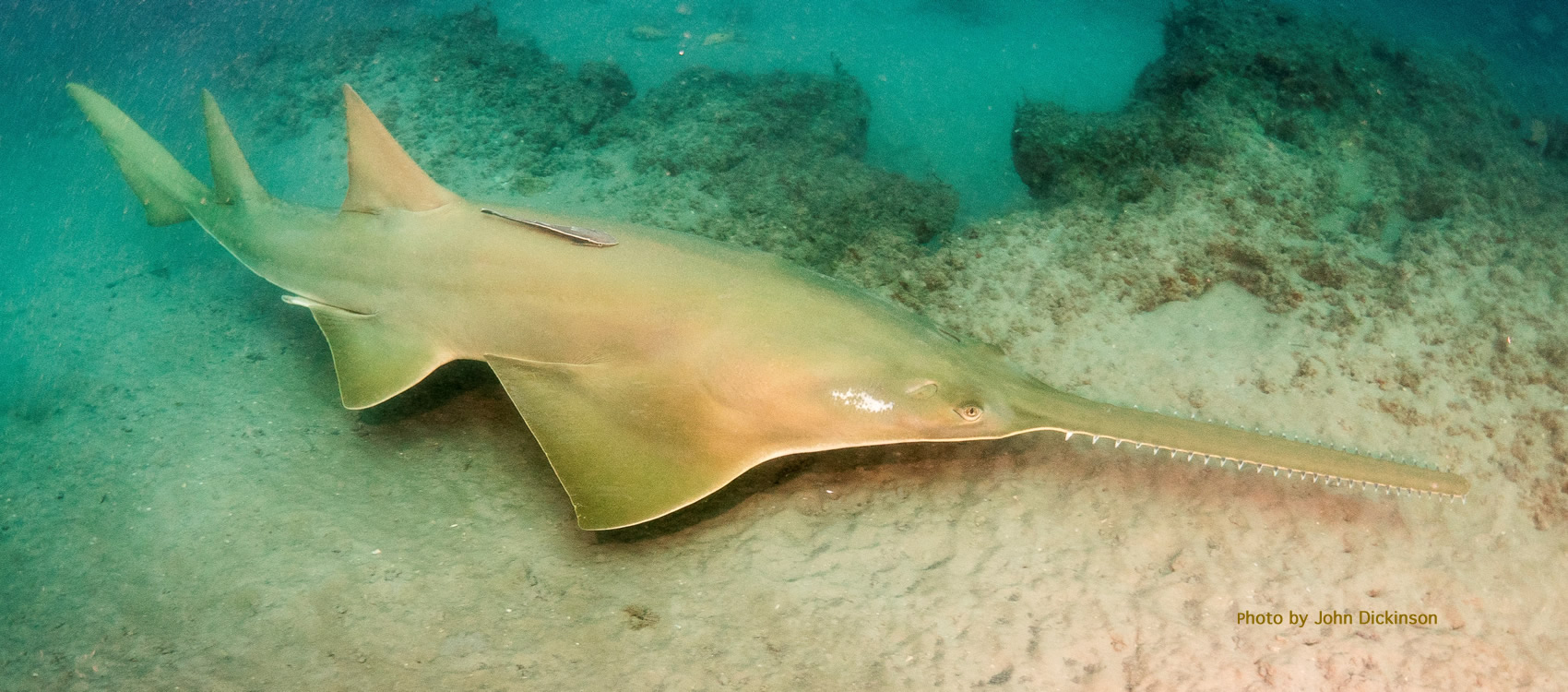 Smalltooth Sawfish – Sawfish Conservation & Research