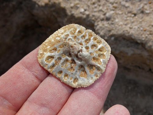 Spring 2016 Photos by Ken Marks – Montbrook Fossil Dig