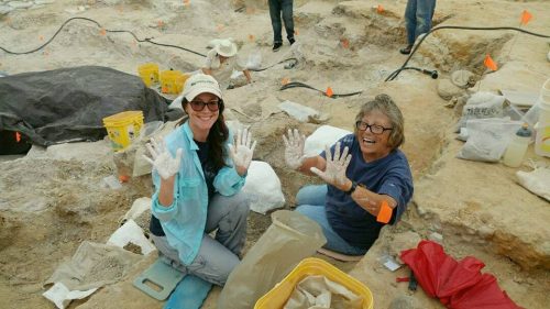 Getting Plastered – Montbrook Fossil Dig
