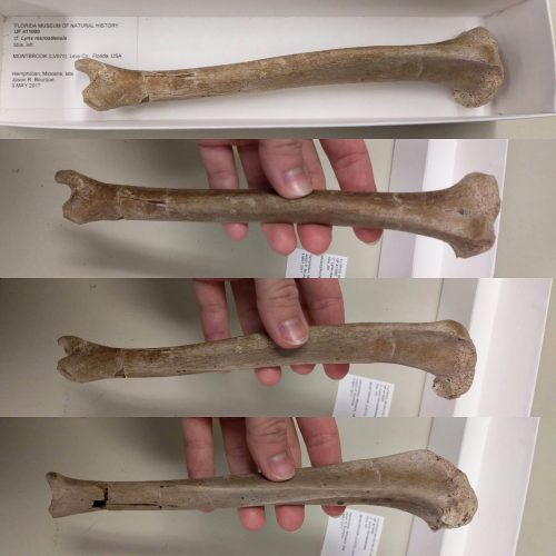 Faunal List Additions – Montbrook Fossil Dig