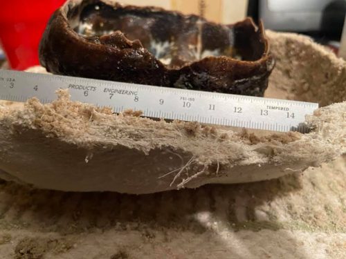 Pretty perfect gomphothere tooth emerged! – Montbrook Fossil Dig